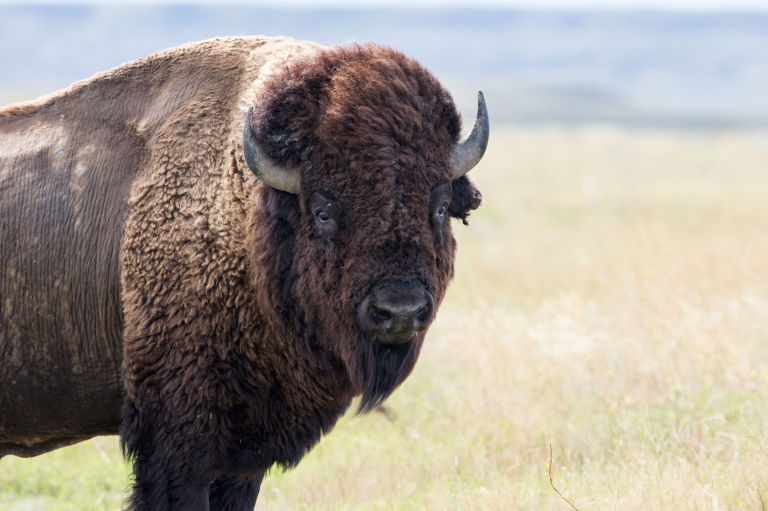 Toughest Wild Animals in the U.S. - Most Badass American Critters, Ranked