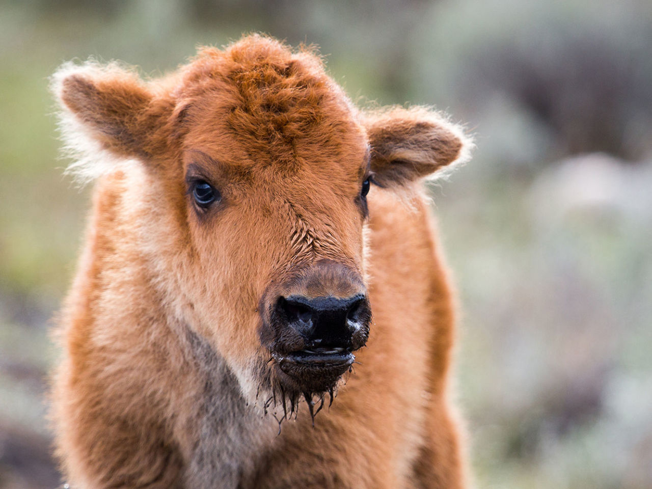 Newborn Bison