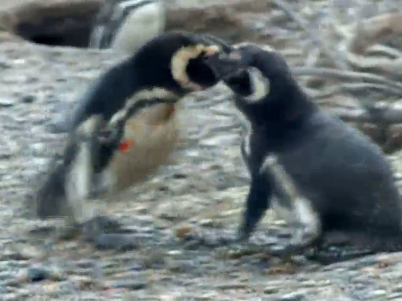 Penguins Fight 12 16 13